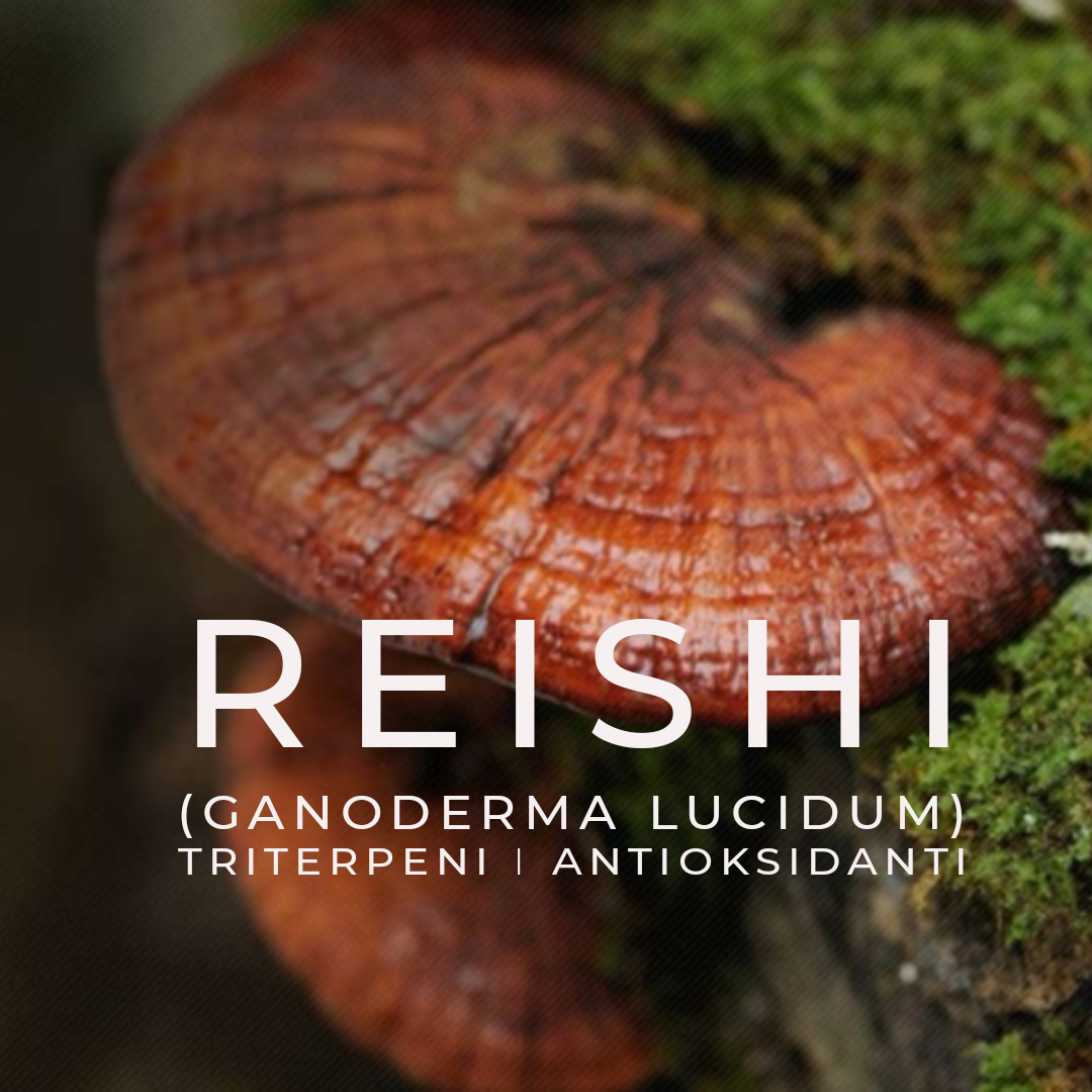 REISHI (Ganoderma Lucidum) - Triterpeni i Antioksidanti - Awaken Mind